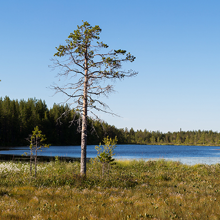 Environment – Anglo American Finland